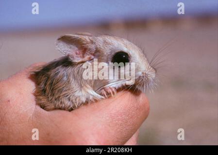 Lesser egyptian jerboa (Jaculus jaculus), Little desert jumping mice ...
