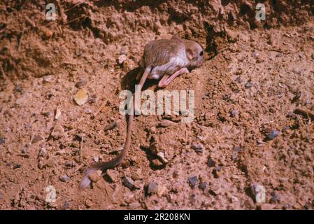 Lesser egyptian jerboa (Jaculus jaculus), Little desert jumping mice ...