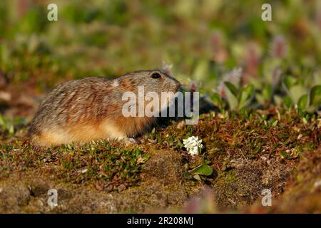 Brown Lemming (Lemmus sibiricus) adult, standing on tundra, Nunavut ...