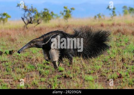 Giant Anteater (Myrmecophaga tridactyla) Guyana Stock Photo - Alamy