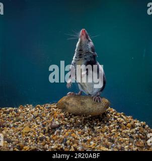 Water Shrew Neomys fodiens Standing on hind legs showing belly Stock ...