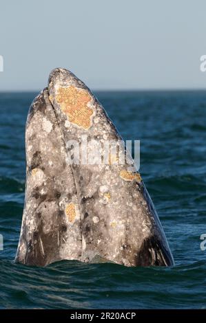 Grey Whale Eschrichtius robustus adult raised tail flukes lagoon Laguna ...