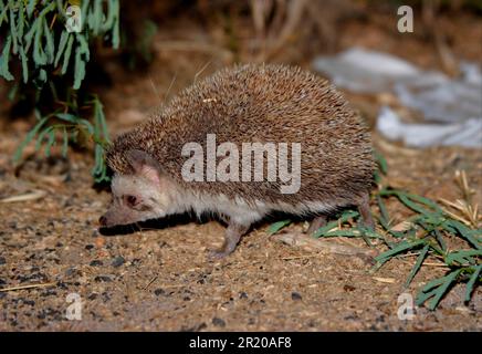 Indian hedgehog (Paraechinus micropus), Indian Hedgehogs, Insectivores ...