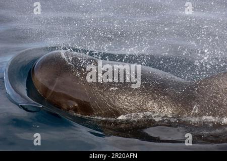 Globicephala seiboldii, Indo-Pacific pilot whale, Pilot whale, Indo ...