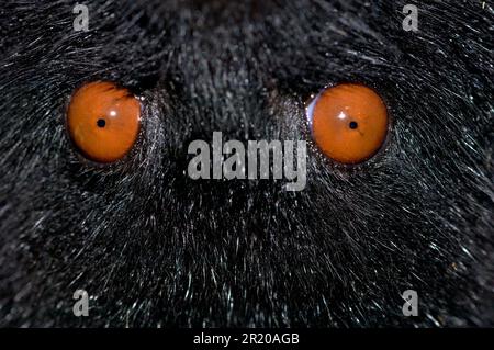 Comoro Flying Fox, Comoro Flying Dogs, Bats, Mammals, Animals, Comoro ...