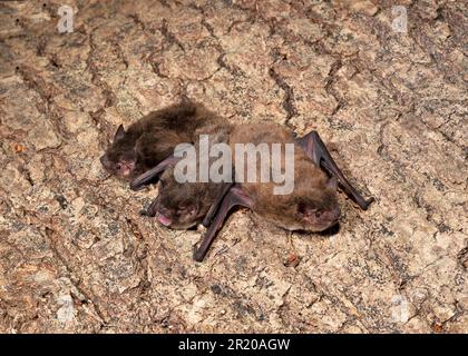 Common pipistrelle bat (Pipistrellus pipistrellus) juvenile, Surrey ...
