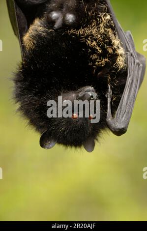 Comoro Flying Fox, Comoro Flying Dogs, Bats, Mammals, Animals, Comoro ...