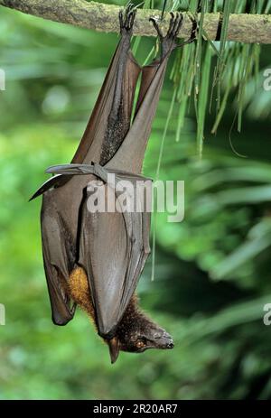 Kalong, Kalong Flying Fox, Kalongs, Kalong Flying Dogs, Bats, Mammals ...