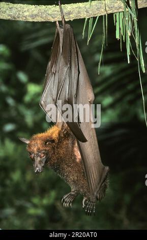 Kalong, Kalong Flying Fox, Kalongs, Kalong Flying Dogs, Bats, Mammals ...