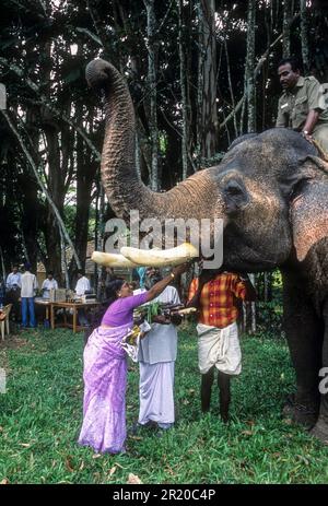 Elephant day celebrations in Topslip Anamalai Tiger Reserve near ...