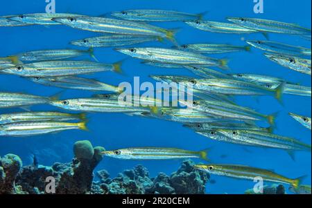 Striped Barracuda (Sphyraena obtusata Stock Photo - Alamy