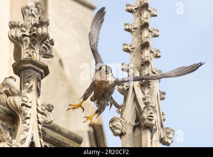 Peregrine pulls up with food in its claws. Cambridge, UK. THRILLING ...