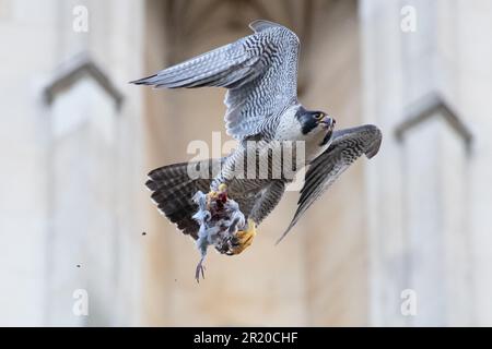 Peregrine pulls up with food in its claws. Cambridge, UK. THRILLING ...