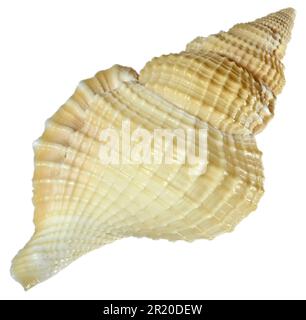 Reticulated Distorsio shell (Distorsio reticulata / Distorsio ...