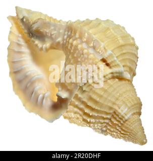 Reticulated Distorsio shell (Distorsio reticulata / Distorsio ...