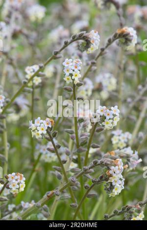 Changing Forget-me-not, Myosotis discolor, Sussex, May Stock Photo - Alamy