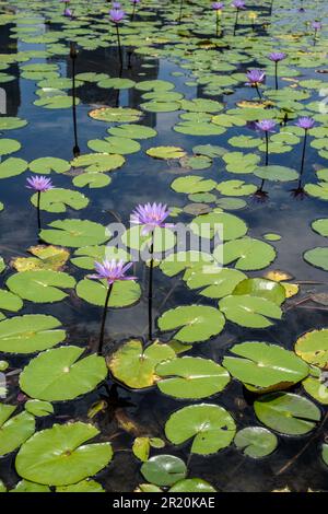 Blue lotus or Egyptian lotus flowers in a pool at Marina Bay, Singapore ...