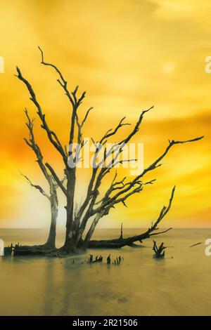 Surreal twisted dead trees at Driftwood Beach in South Carolina under a ...