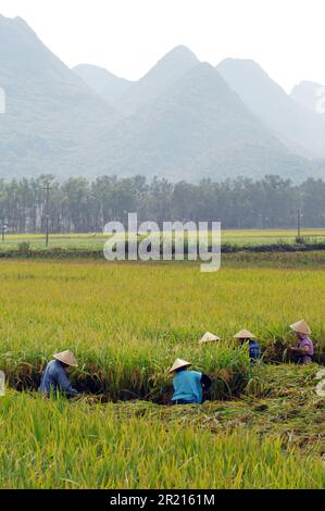 Peasants harvest rice crops near Puzhehei, Yunnan, China, spreading out ...