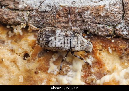 Marbled Fungus Weevil (Euparius marmoreus Stock Photo - Alamy