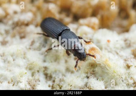 Bark Beetle (Rhyncolus discors Stock Photo - Alamy