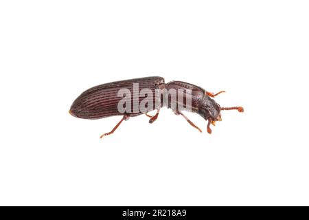Ironclad Beetle (Pycnomerus sulcicollis), isolated on white background ...