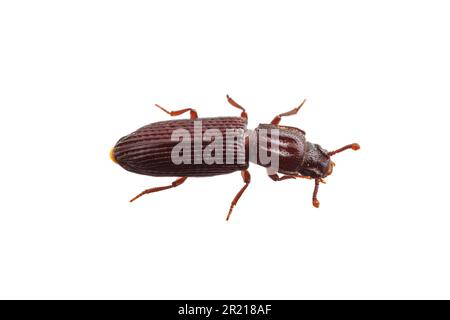 Ironclad Beetle (Pycnomerus sulcicollis), isolated on white background ...