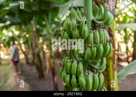 Green bananas growing on an Egyptian Nile side village in Upper Egypt ...
