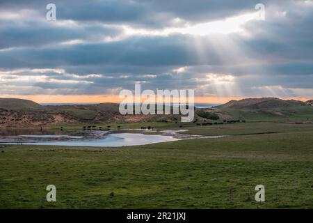 Photograph of a herd of cows near a water dam in a field on King Island ...