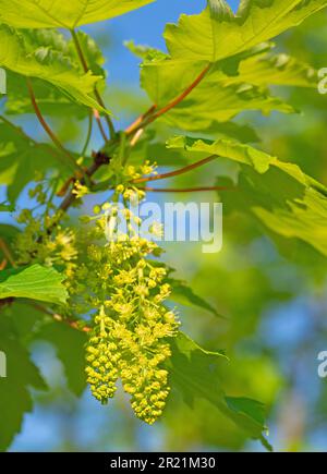 flowering maple trees in the spring season, beautiful sunlight-lit ...