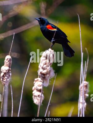 A side view of a red winged blackbird perched on a tree branch against ...
