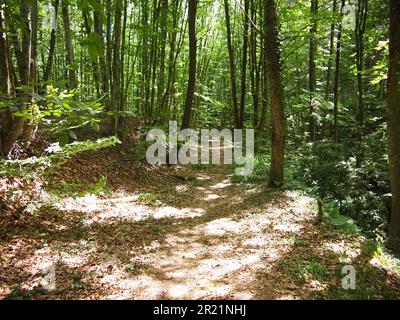 Marina River (Strandzha Nature Park, Burgas Province, Republic of ...