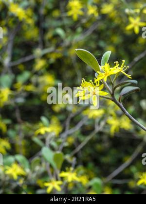 Outstanding spring flowering Corokia x Virgata, hybrid wire-netting ...