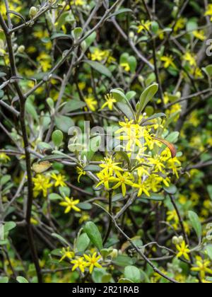 Outstanding spring flowering Corokia x Virgata, hybrid wire-netting ...