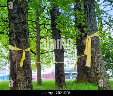 yellow ribbons around trees Stock Photo - Alamy