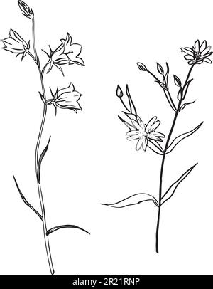 A picture showing different parts of Greater Stitchwort or Stellaria ...