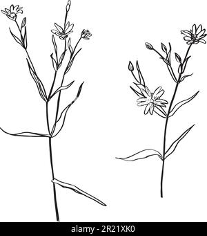 A picture showing different parts of Greater Stitchwort or Stellaria ...