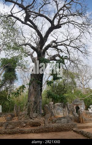 Trees growing through the ancient ruins at Gede Stock Photo - Alamy