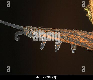 New Zealand southern velvet worm/Peripatus (Peripatoides sp Stock Photo ...