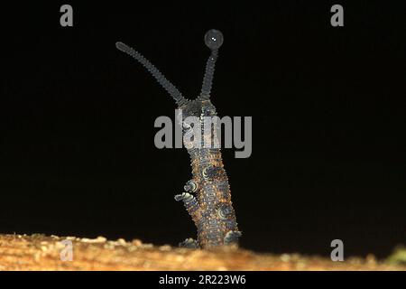 New Zealand southern velvet worm/Peripatus (Peripatoides sp Stock Photo ...
