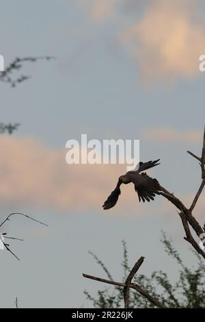 gray lourie flying in the evening Stock Photo - Alamy