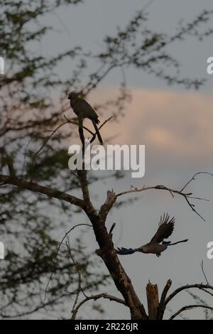 gray lourie flies to another perching gray lourie Stock Photo - Alamy