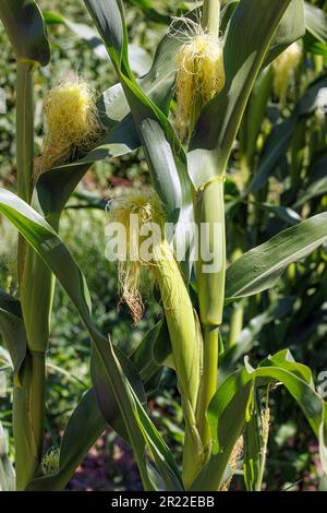 Maize, Corn (Zea mays). Female and male inflorescence. Studio picture ...