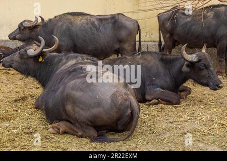 Domesticated Water Buffalo Raising and Breeding Cattle Farm Animals ...