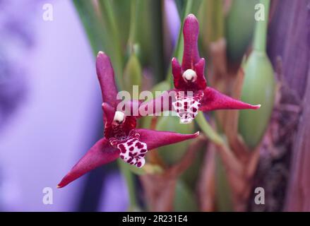 Close up of the dark flowers of Maxillaria tenuifolia, also commonly ...