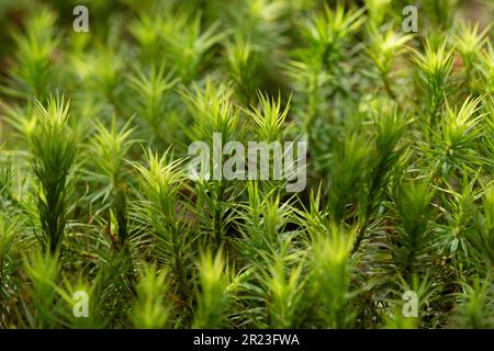 Common hairmoss close up photo. Spring morning. Polytrichum commune ...