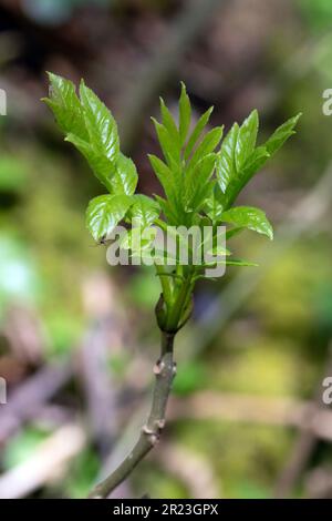 Common ash tree new leaves in spring. Close up macro Stock Photo - Alamy
