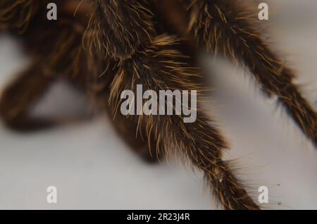 Tarantula legs closeup Stock Photo - Alamy