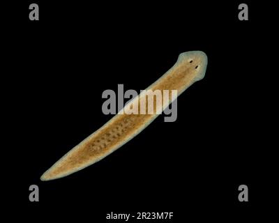 FRESHWATER PLANARIAN FLATWORM Stock Photo - Alamy