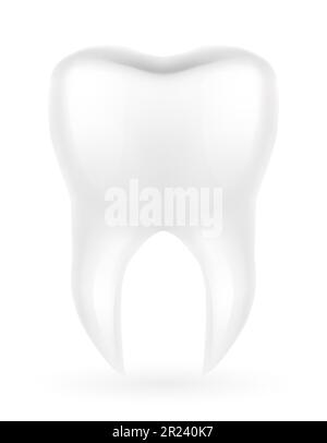 human root tooth model vector illustration isolated on white background ...